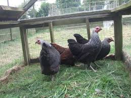 Products | Millwood Poultry