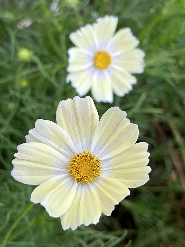 Products | British Cosmos