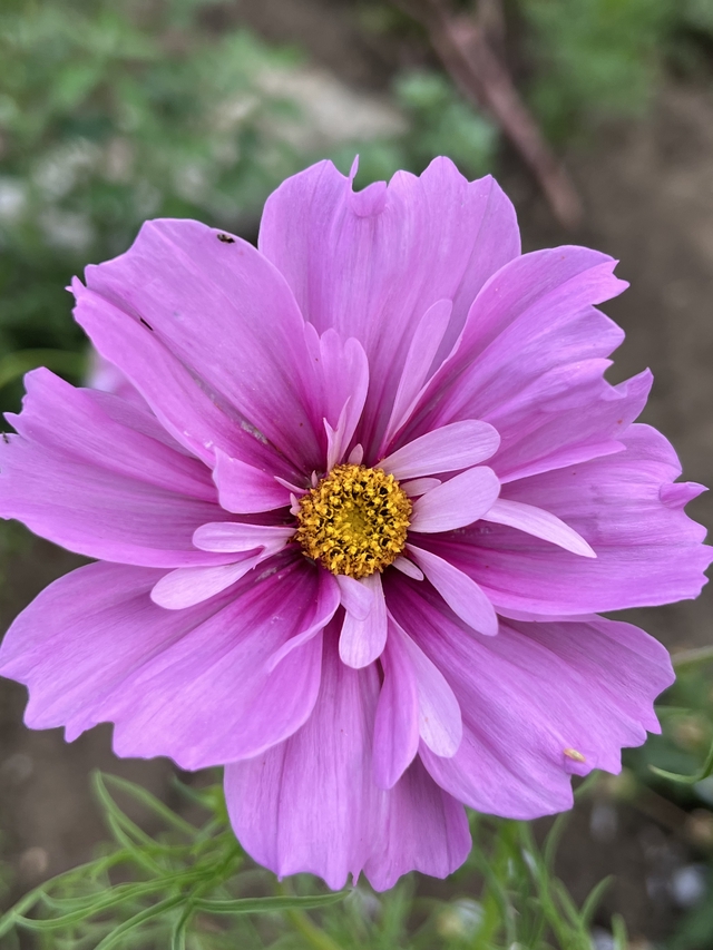 Products | British Cosmos