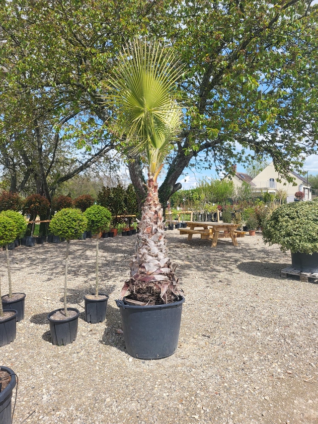 Washingtonia Robusta
