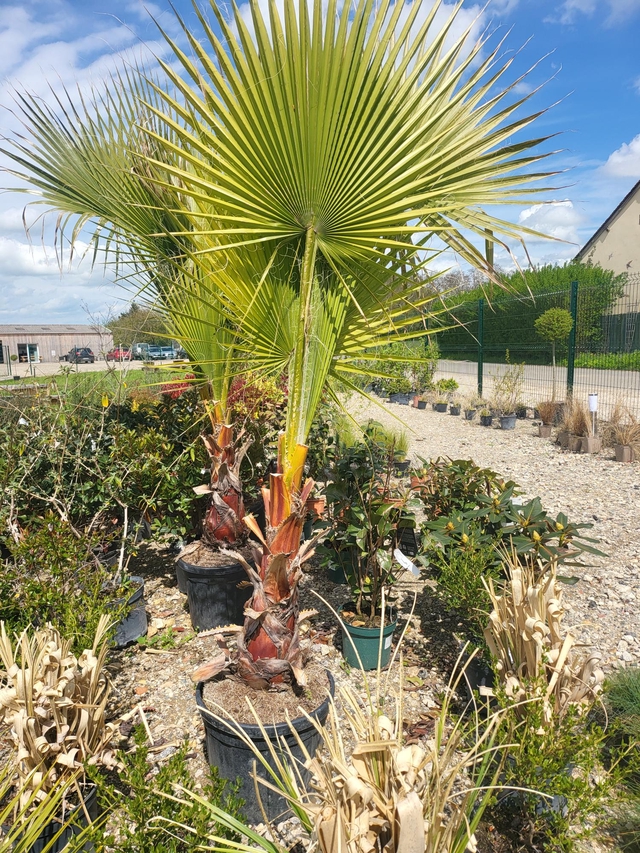 Washingtonia Robusta