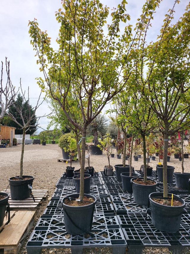 Abricotier demi tige 12/14