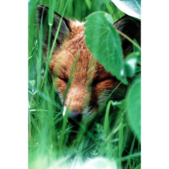 (toile) Renardeau Endormi | Jérémy Voirin Photographie