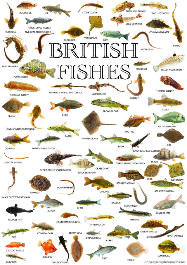A3 UK Fish Poster