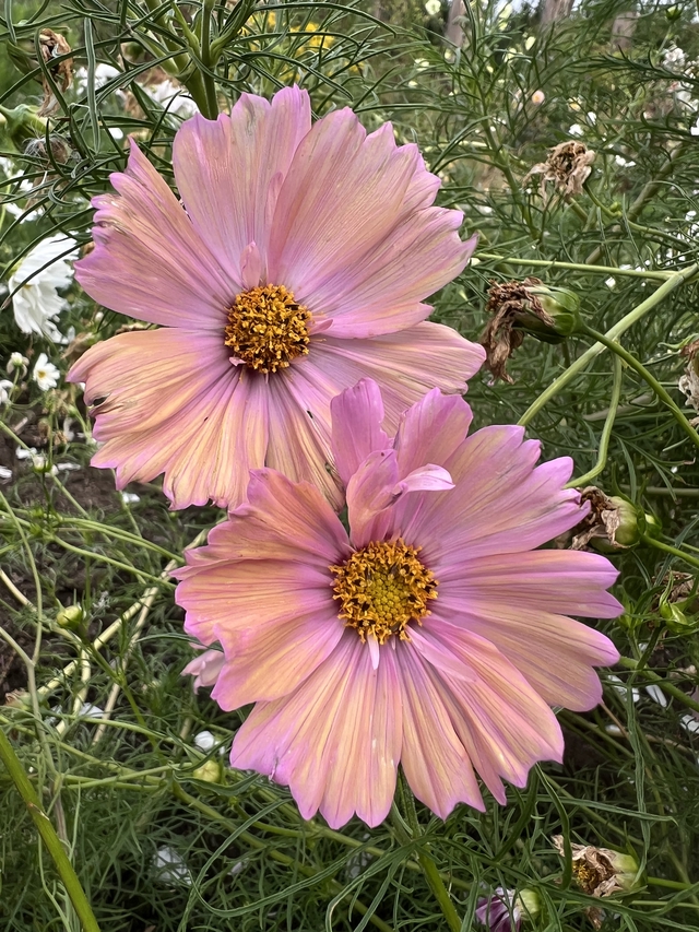 Products | British Cosmos