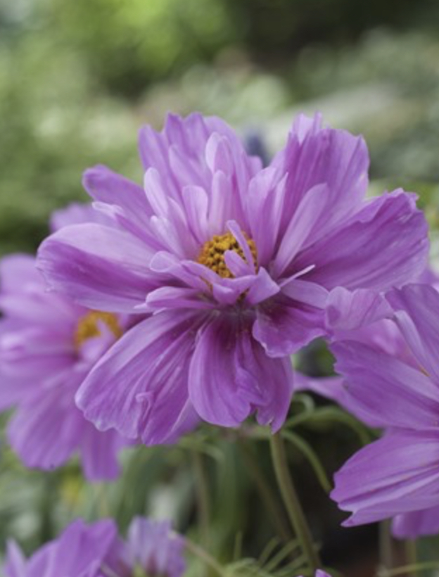 Products | British Cosmos