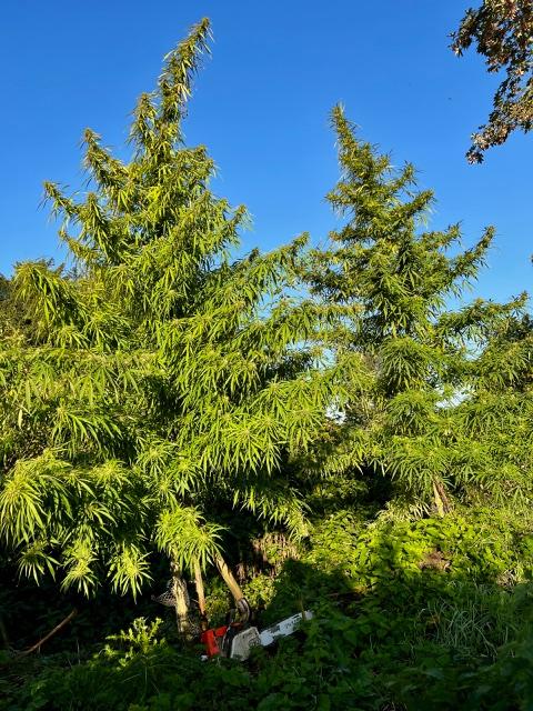 Magic Haze Seed Store