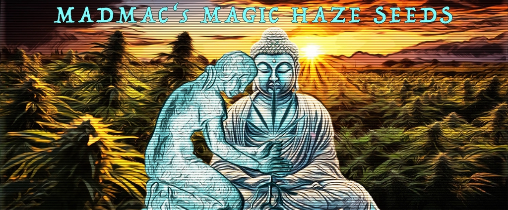 Magic Haze Seed Store