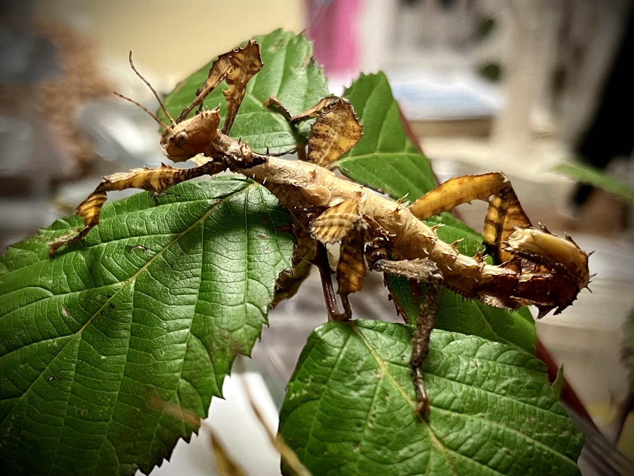 G&P Stick Insects