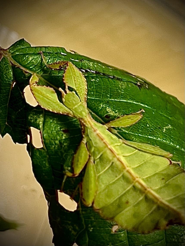 G&P Stick Insects
