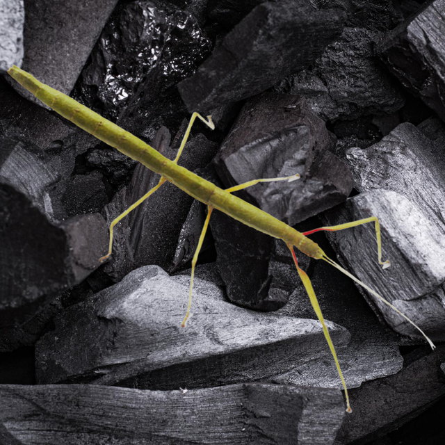 G&P Stick Insects