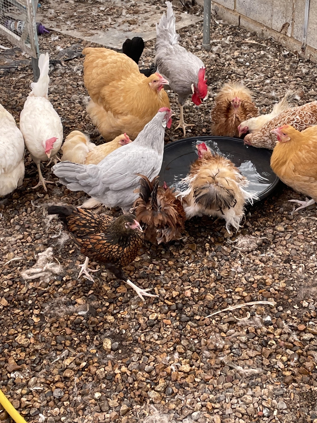 Village Plants - Denham